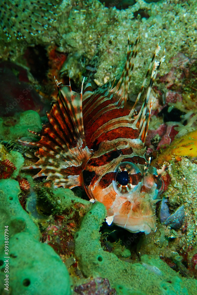 Dwarf Lion Fish Stock Photo | Adobe Stock