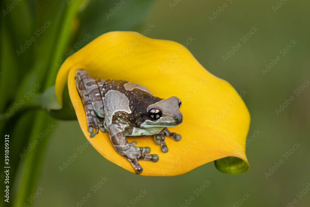 Foto de Cute exotic frog on a yellow flower. Typical rainforest animal ...