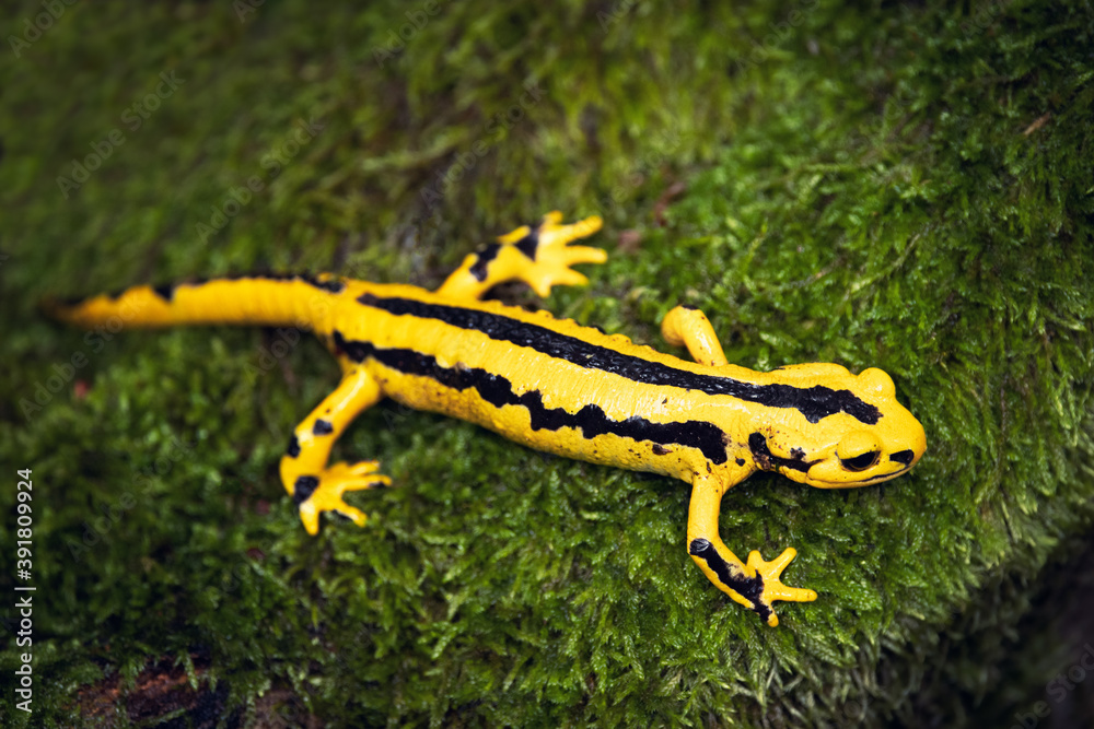 Fire salamander (Salamandra salamandra) is the best known salamander ...