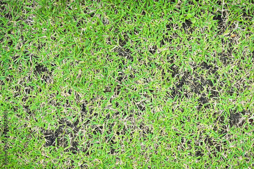 Green and yellow grass texture Brown patch is caused by the destruction ...