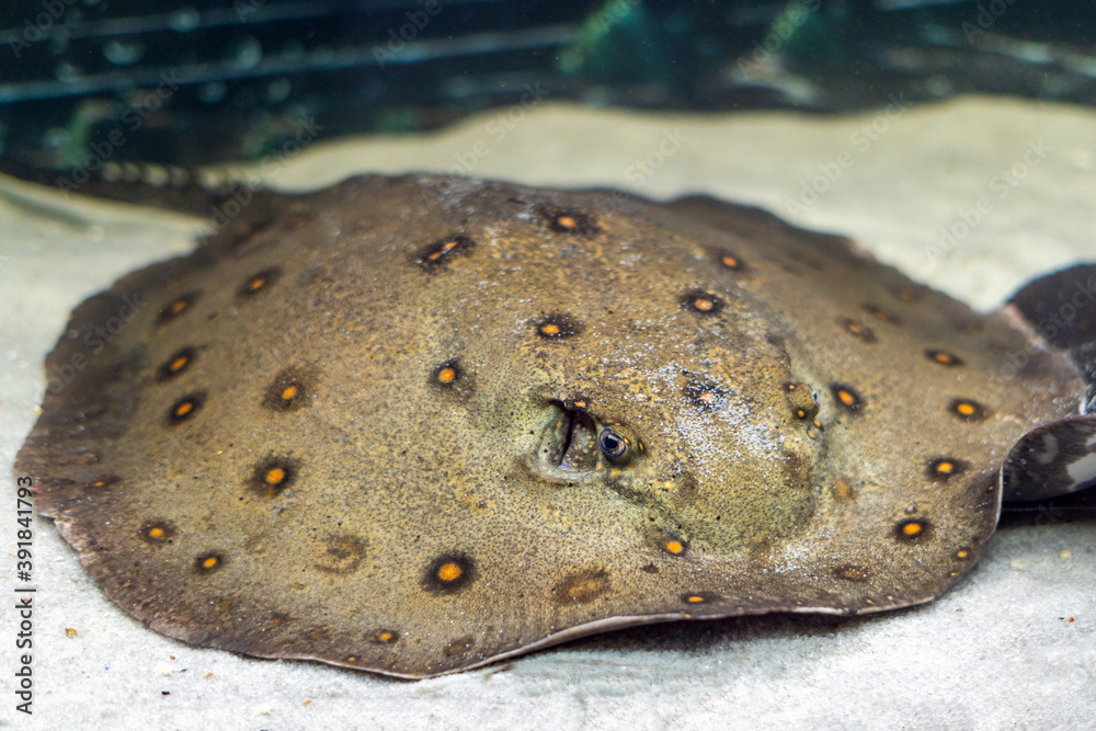 Stingray motoro (Potamotrygon motoro) in an aquarium on a sandy bottom ...