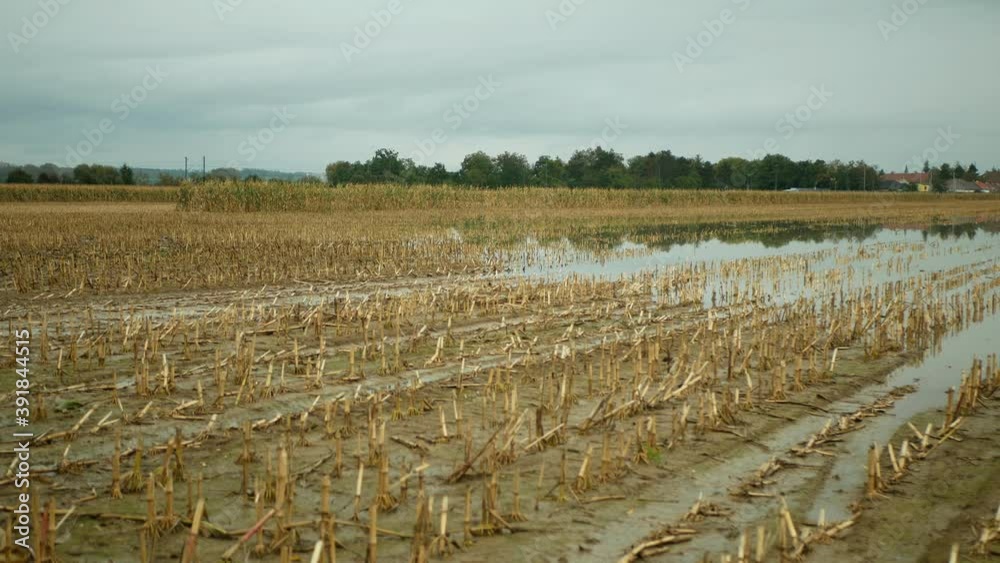Flood corn mold blight maize yellow ears plants field harvested damaged ...