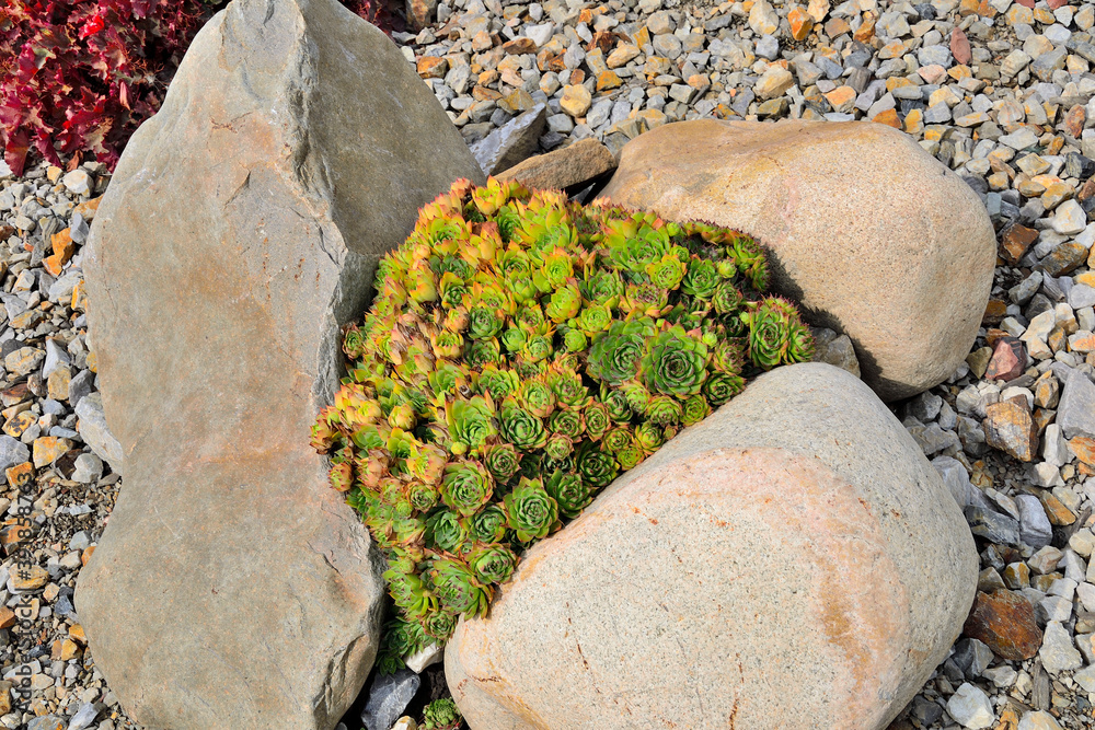 Sempervivum Pumilum - decorative houseleek, dwarf succulent plant in ...