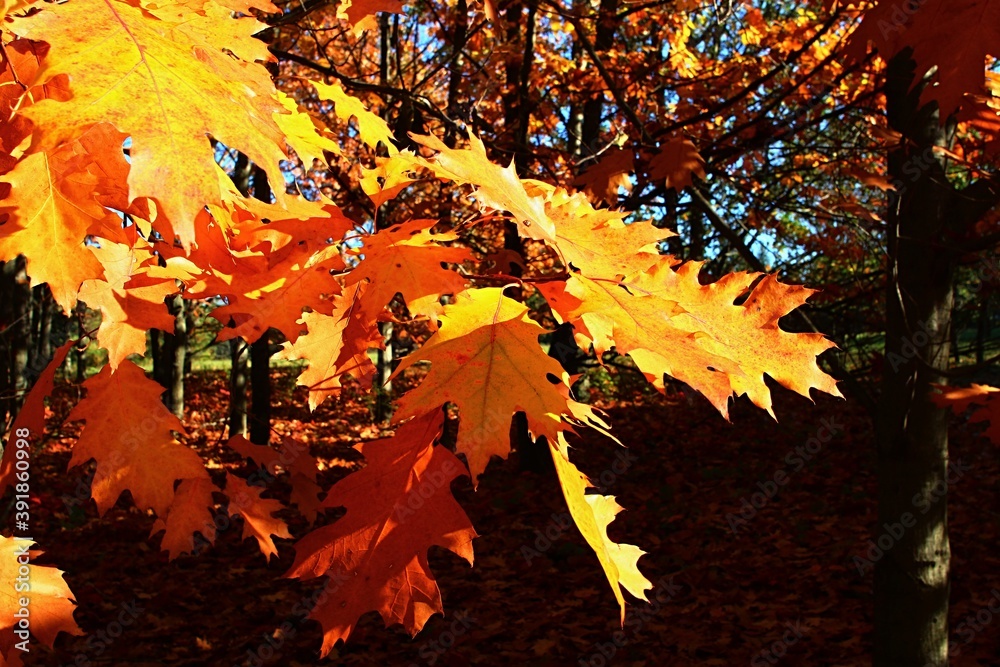 Yellow to orange autumn leaves of Red Oak tree, also called Northern ...