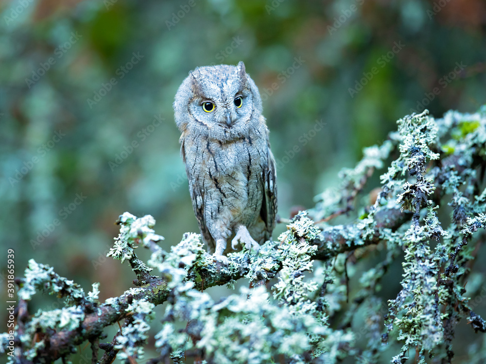 he Eurasian scops owl (Otus scops), also known as the European scops ...