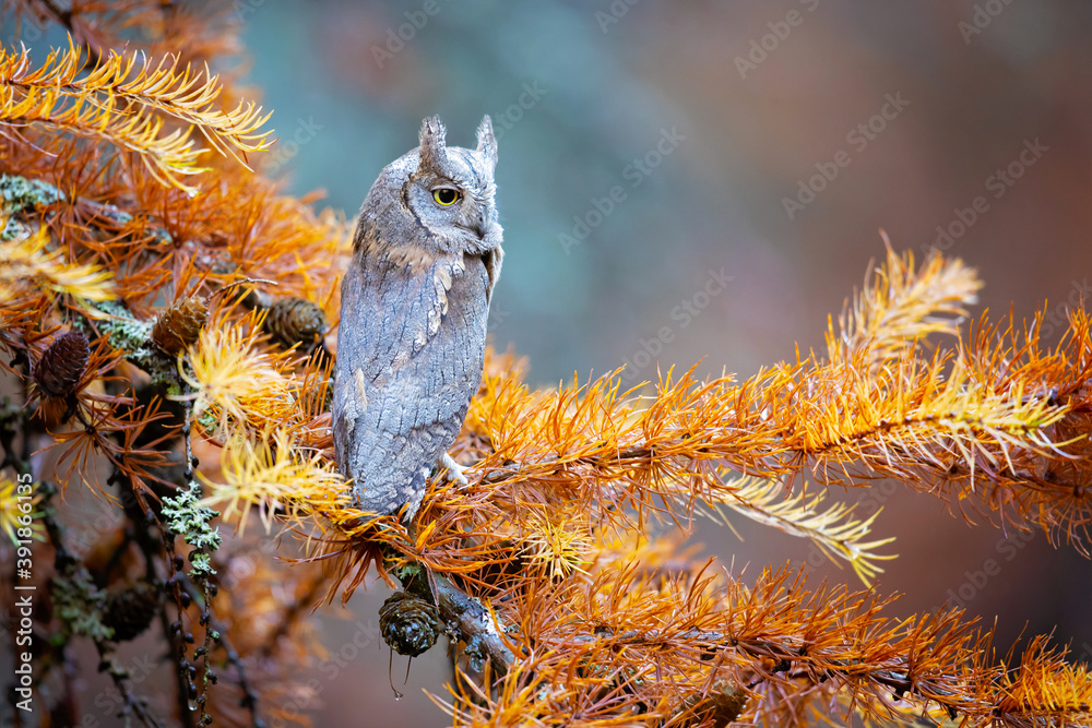 he Eurasian scops owl (Otus scops), also known as the European scops ...