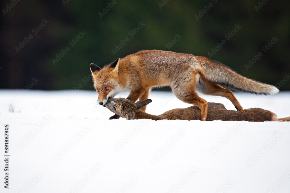 Foto de Red foxes colonised the North American continent in two waves ...