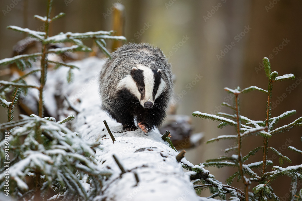 The European badger (Meles meles), also known as the Eurasian badger ...