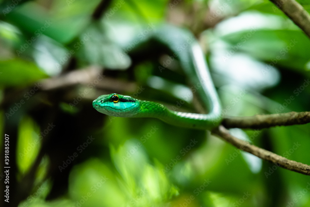 Parrot snake, Leptophis ahaetulla, green lora, viper closeup, hiding ...