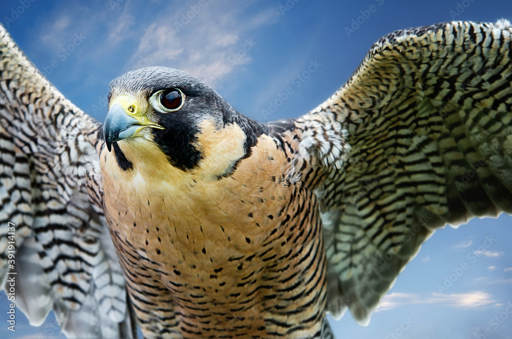 Fastest Animal On Earth Peregrine Falcon