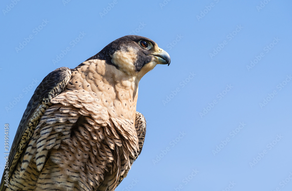 Portrait of Peregrine Falcon (Falco peregrinus), aka Duck Hawk, the ...