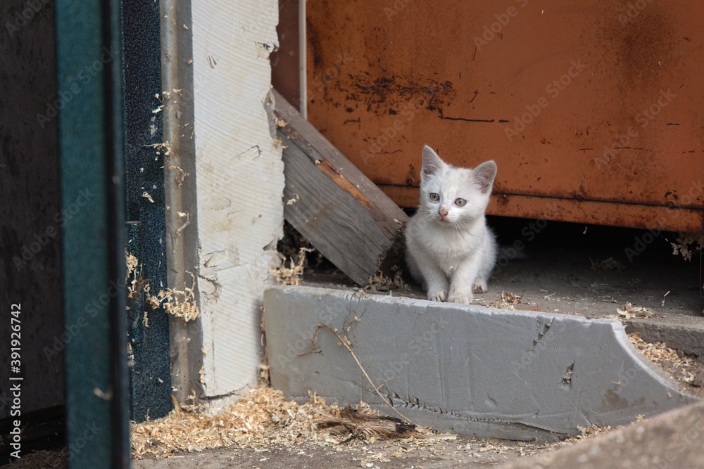 Little white dirty kitty sits hidden under metal garages. Street cat ...