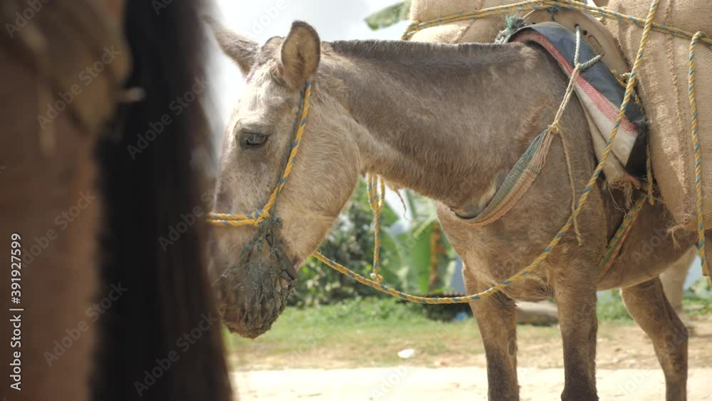 Donkey flapping its tail Livestock a donkey with rope is tired of ...