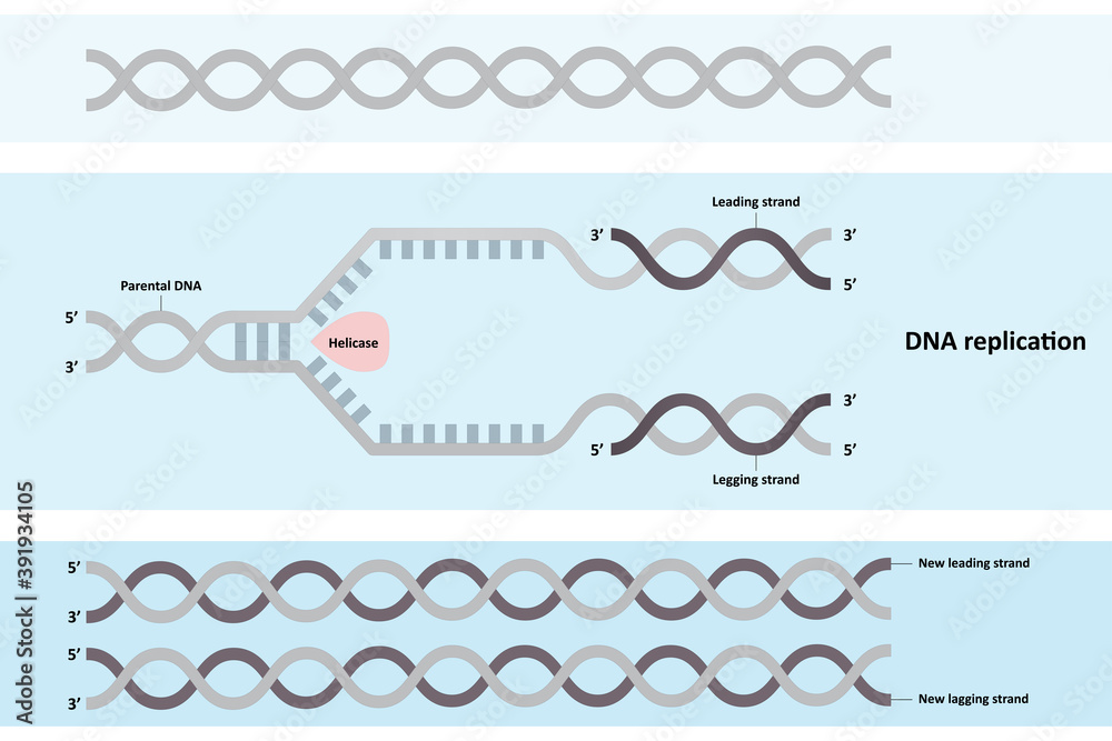 DNA replication diagram, leading and lagging strands, molecular biology ...