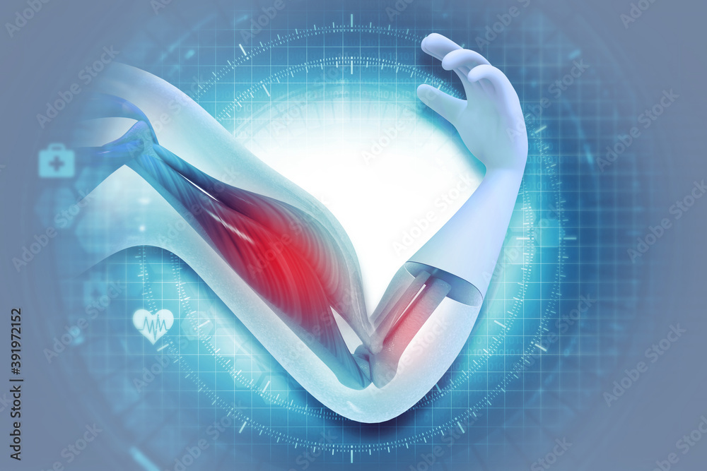 Human biceps tendon anatomy on scientific background. 3d illustration ...