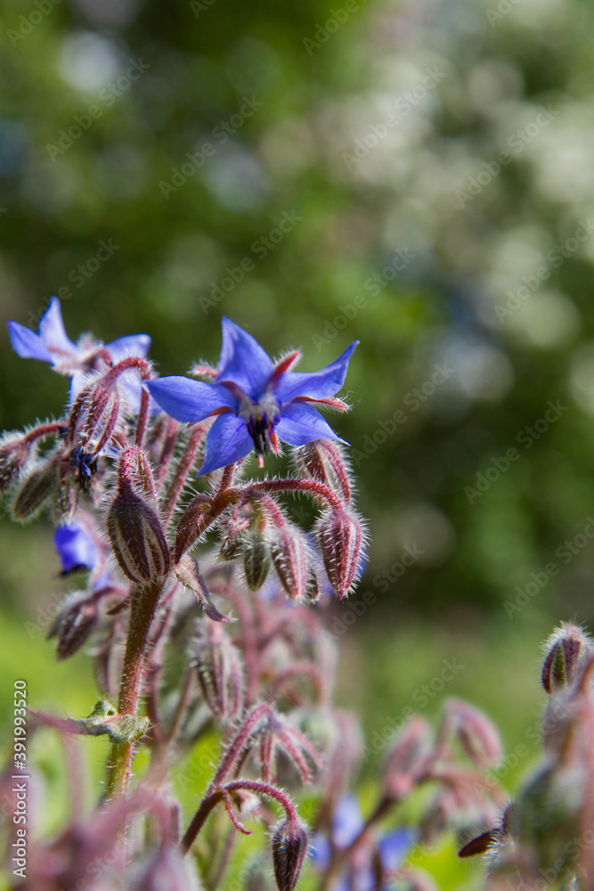 Borage flowers (Borago officinalis),also known as a starflower ...
