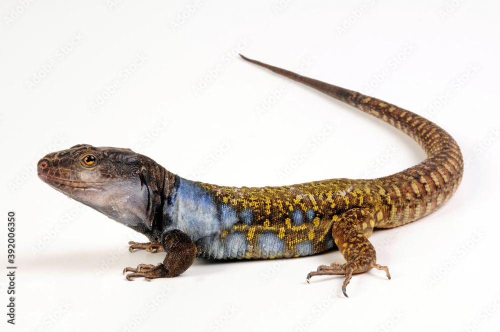 Gallot's lizard from Tenerife // Kanareneidechse (Gallotia galloti ...