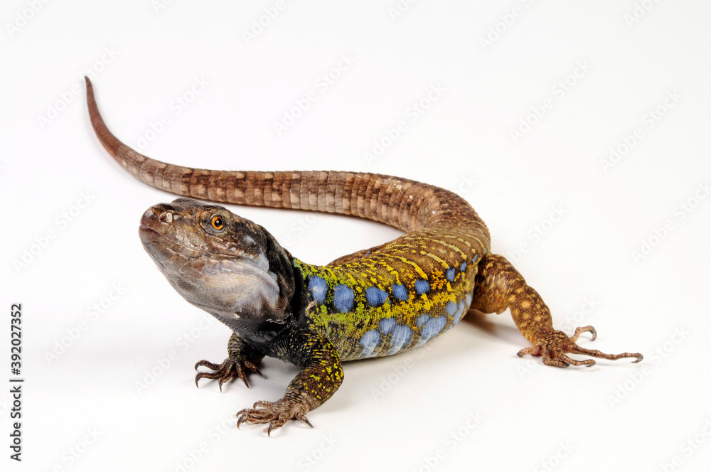 Gallot's lizard from Tenerife // Kanareneidechse (Gallotia galloti ...