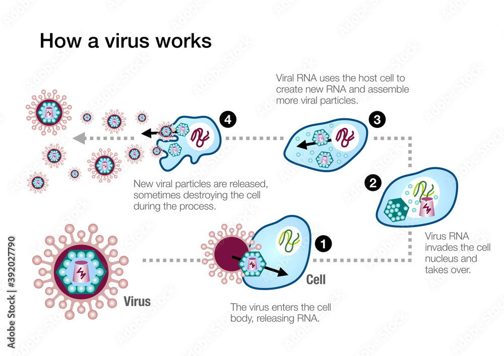 Infographic showing how a virus works and attacks the human immune ...