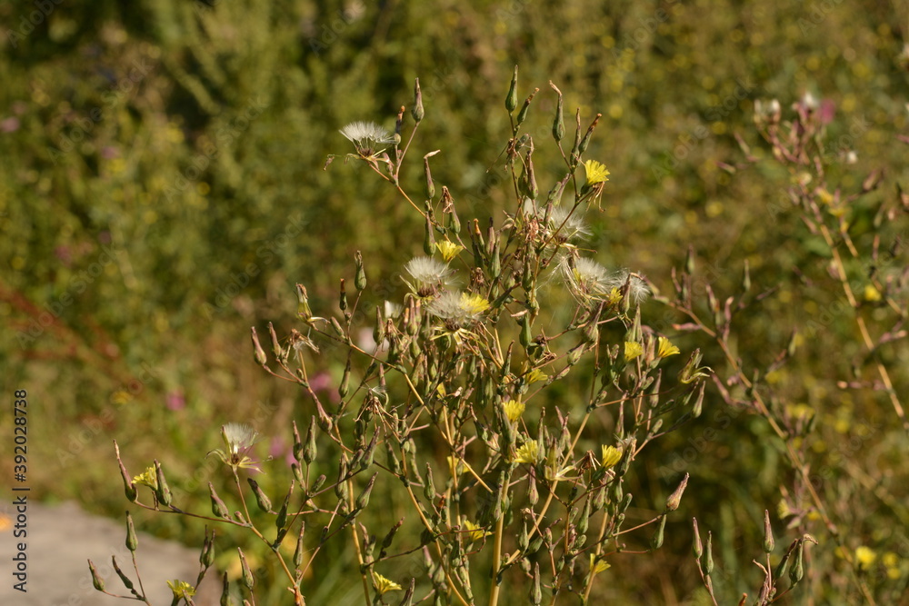 Feathery pappus and overblown flowers of Cirsium arvense also called ...
