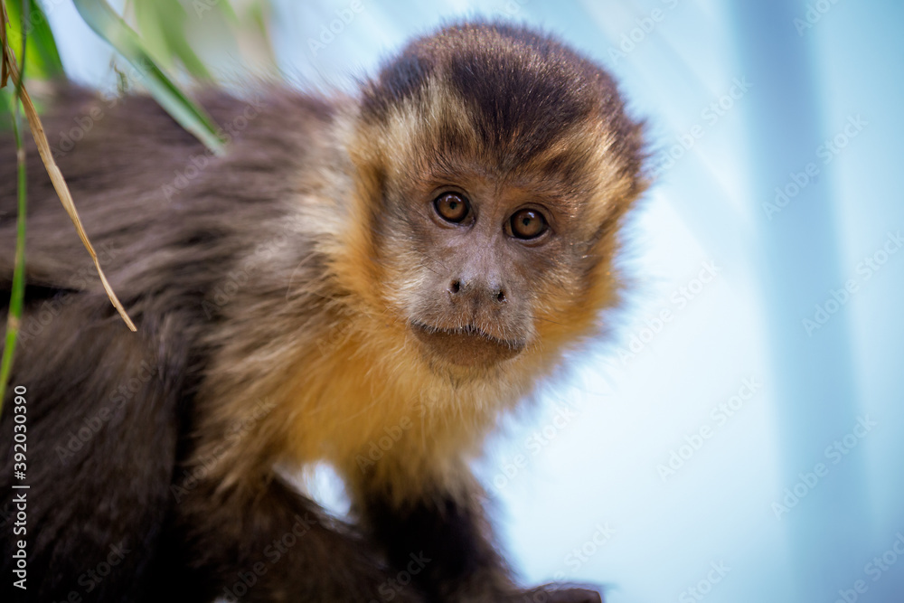 Foto de Closeup of tufted capuchin monkey (Sapajus apella), AKA macaco ...
