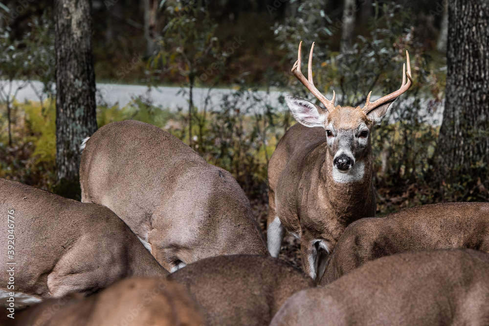 Whitetail Buck Deer with Rack Antlers Watching Over a Grazing Herd ...