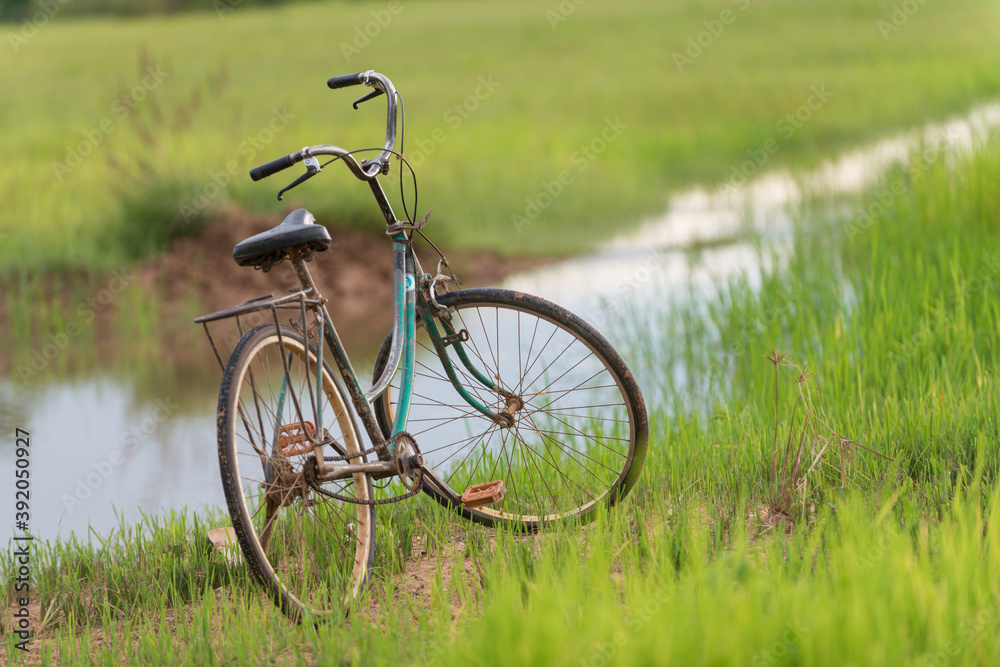 Farmers bike left in paddy field near stream of water, Cambodia. Stock ...