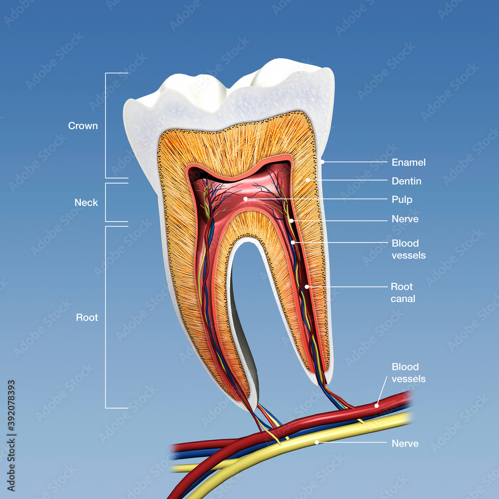 Molar Tooth Cross Section with Labels, 3D Rendering Stock Illustration ...