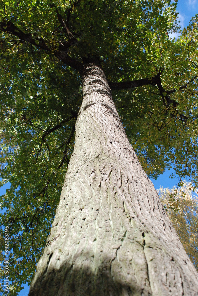 An ancient giant props up the sky. Old big oak tree. The trunk goes ...