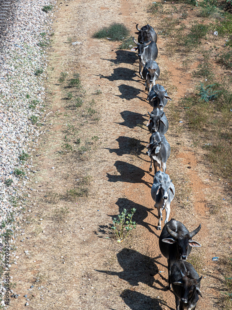cows are lined up in a row ,straight line of a cow. Stock Photo | Adobe ...