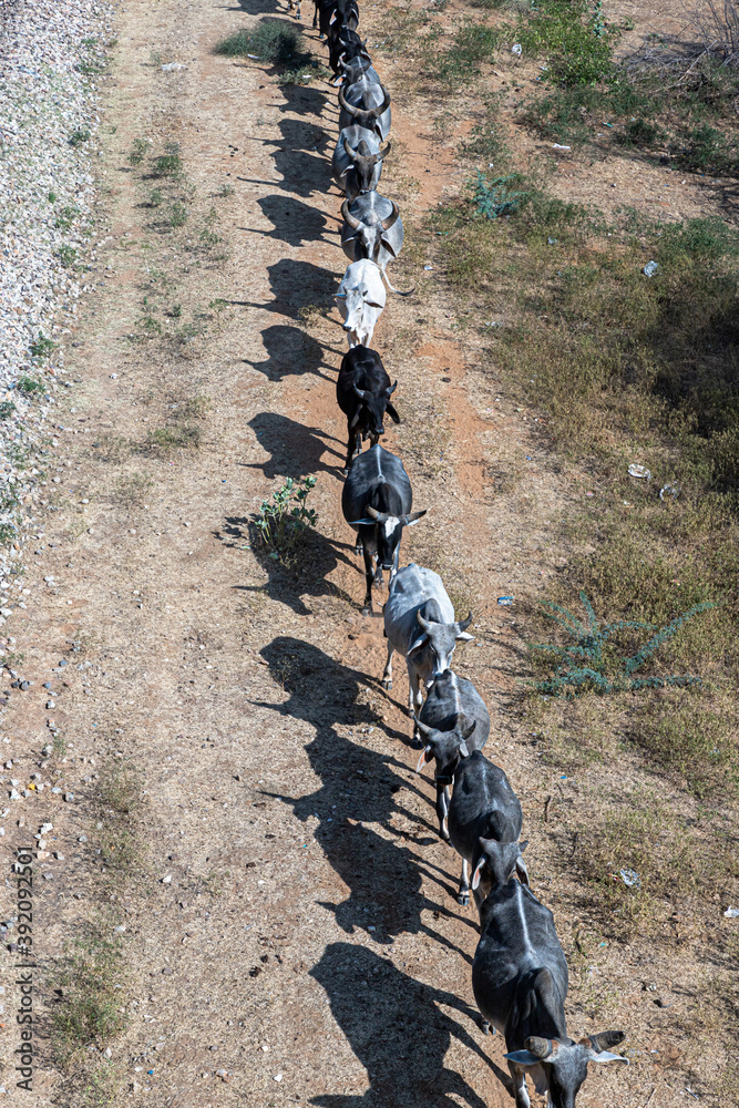 cows are lined up in a row,straight line of a cow. Stock Photo | Adobe ...