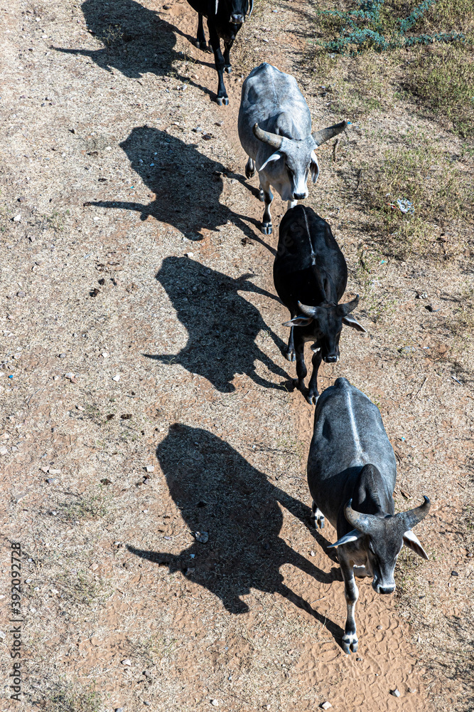 cows are lined up in a row,making straight line of cows. Stock Photo ...