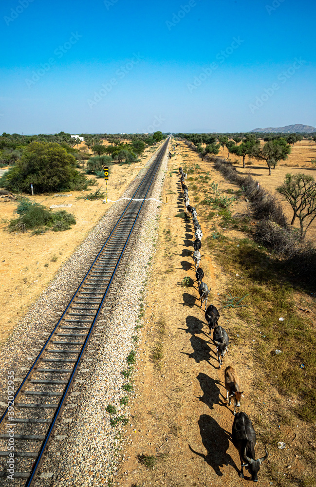 cows are lined up in a row,making straight line with railway track ...