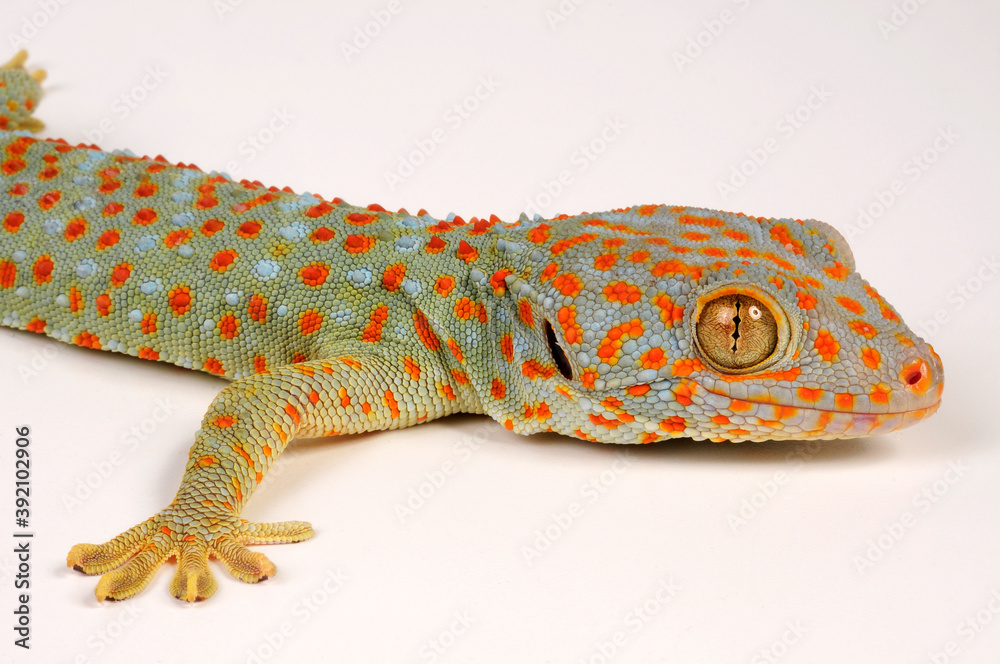 Tokay gecko / Tokeh, Tokee (Gekko gecko) Stock Photo | Adobe Stock