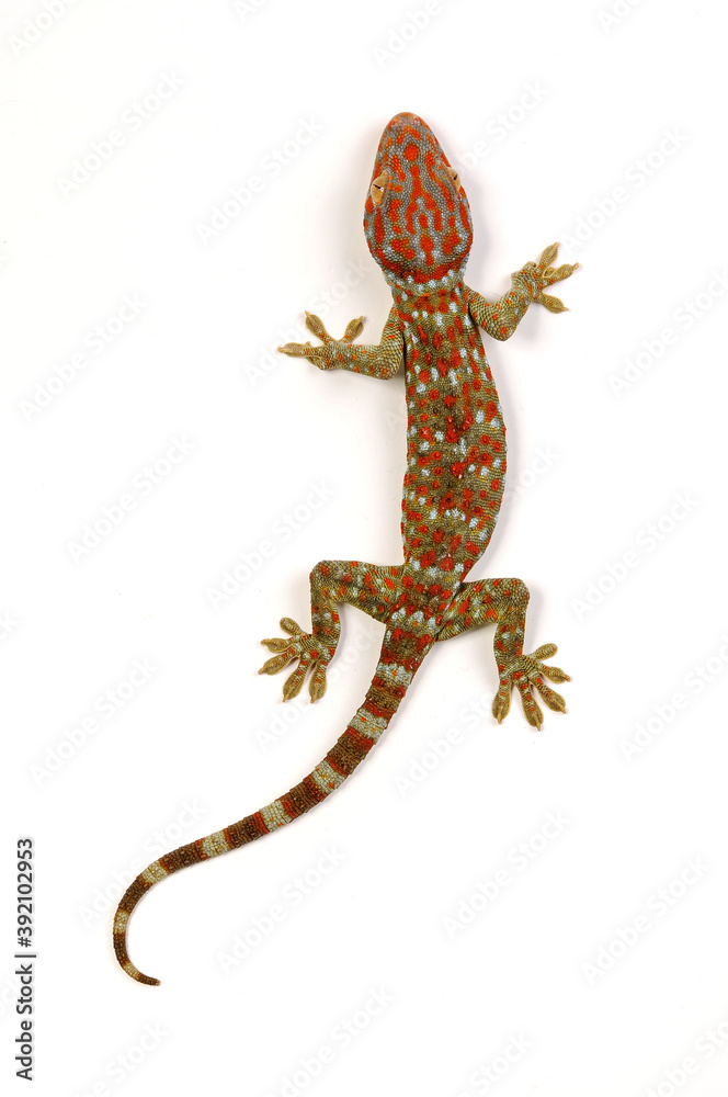 Tokay gecko / Tokeh, Tokee (Gekko gecko) Stock Photo | Adobe Stock