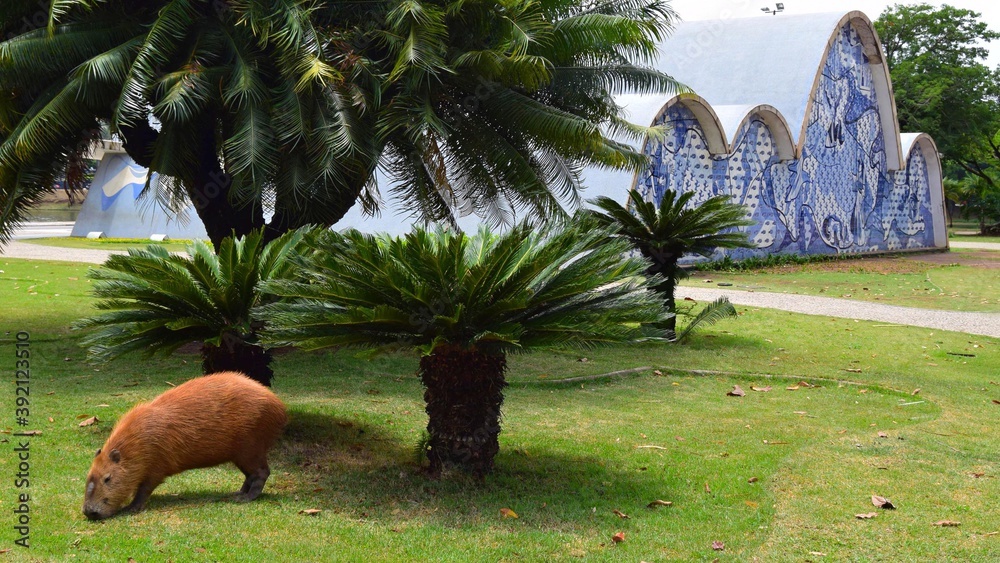 Foto de Capybara in front of the Pampulha church in Belo Horizonte ...