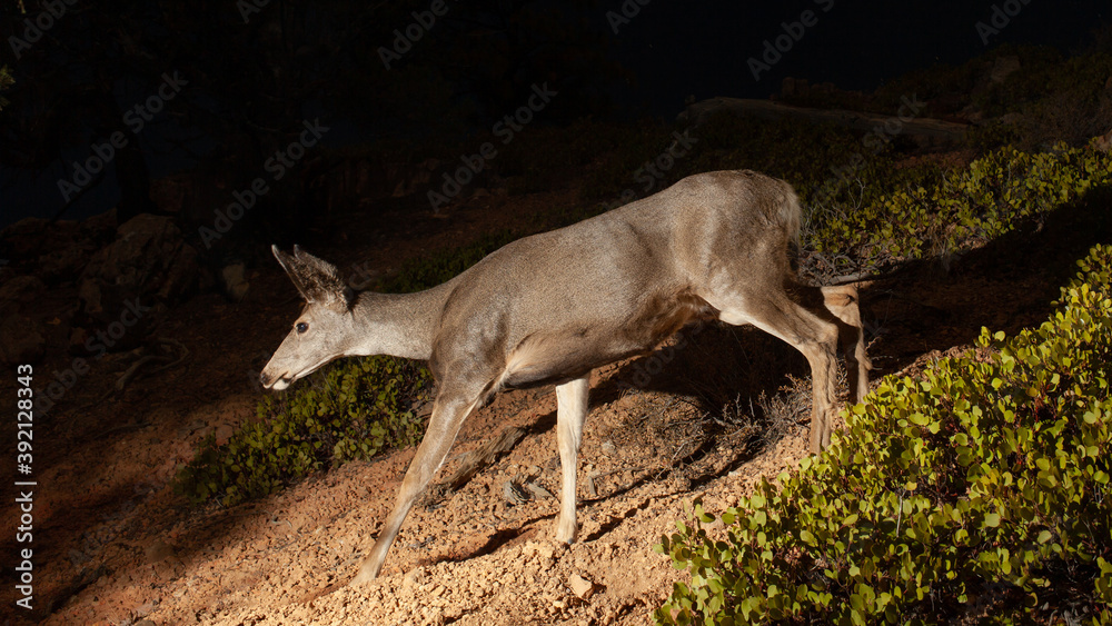 Mule deer doe walking down hill at night lit by flash. Stock Photo ...