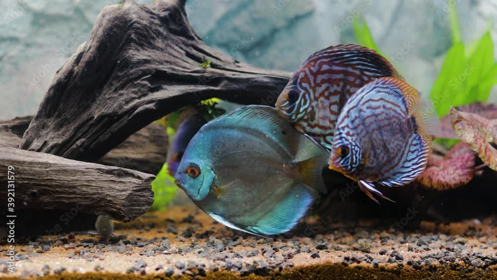 Close up view of discus fish swimming in planted aquarium. Tropical ...