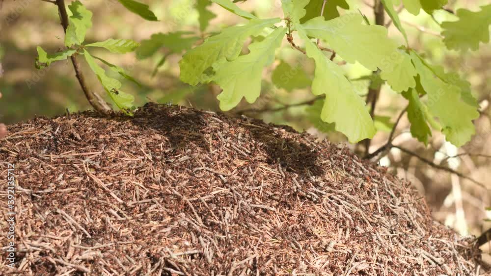 Colony of ants is building an anthill under an oak tree in a summer ...
