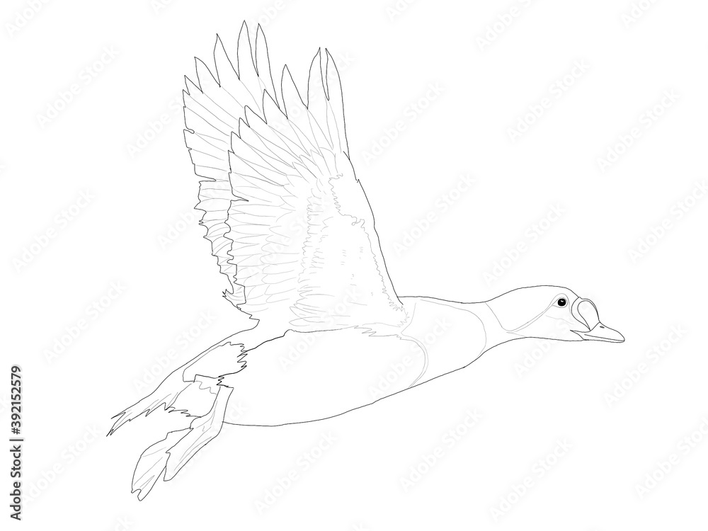 Bird Hand Drawing Lineart Stock Illustration | Adobe Stock