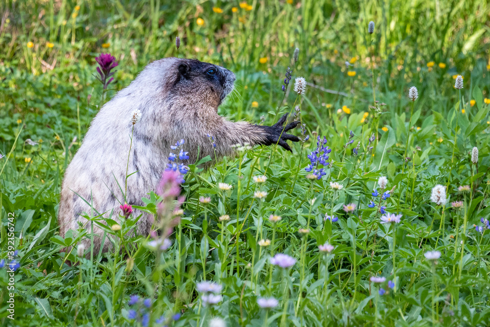 Adorable Hoary Marmot feeding in summer wildflower meadow, Paradise at ...