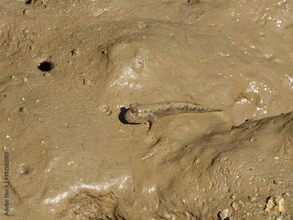 Okinawa,Japan-October 26, 2020: Barred Mudskipper on mud at Shimajiri ...