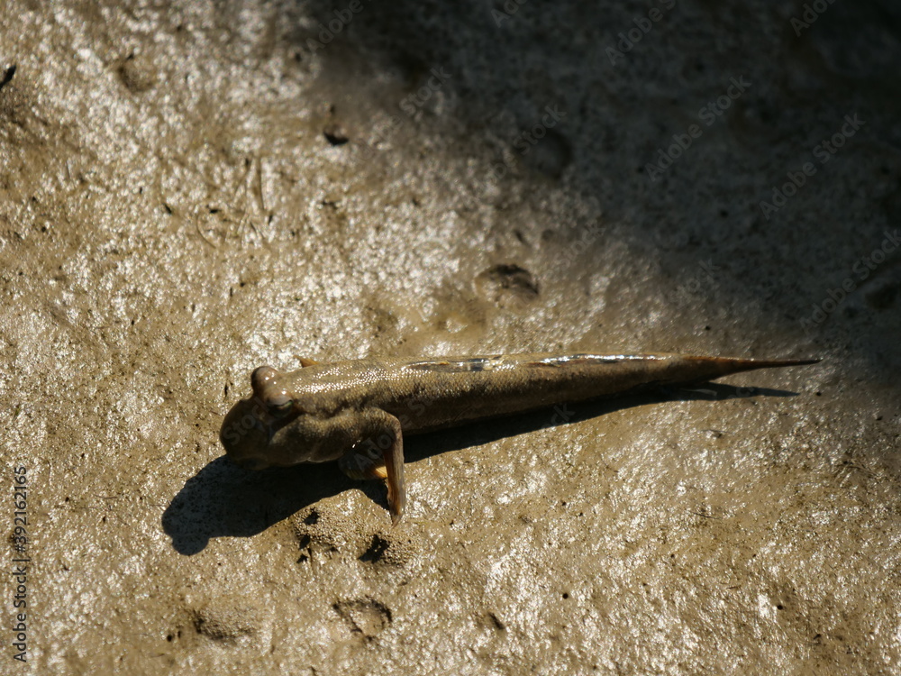 Okinawa,Japan-October 26, 2020: Barred Mudskipper on mud at Shimajiri ...