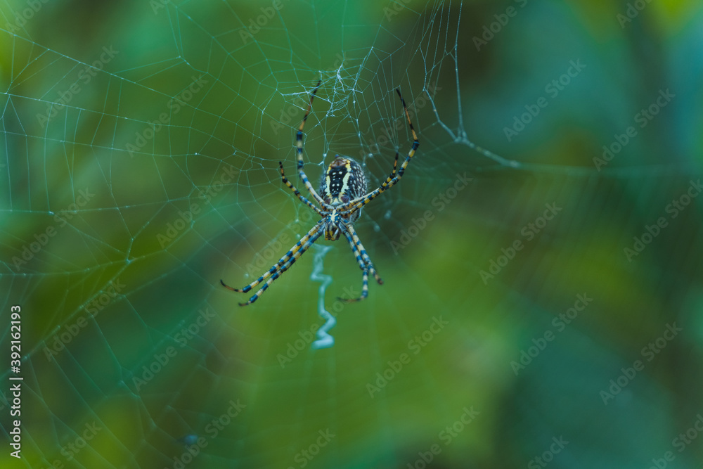 Spider (Trichonephila clavipes) in its golden cobweb found in central ...