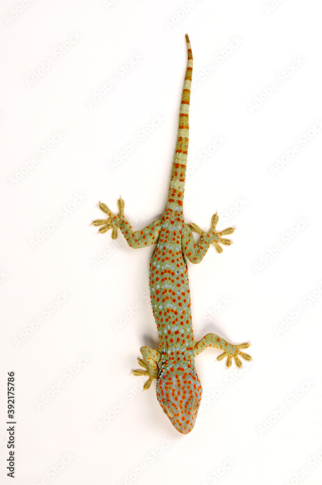 Tokay gecko / Tokeh, Tokee (Gekko gecko) Stock Photo | Adobe Stock