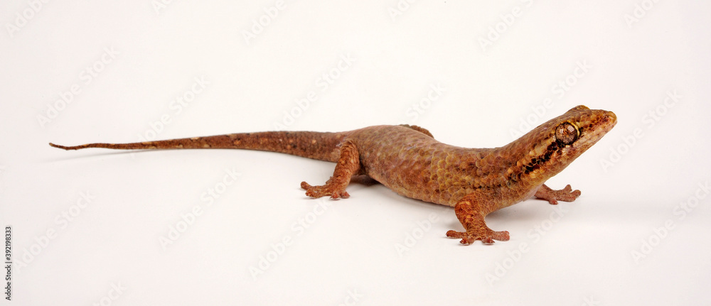 Fischschuppengecko // fish-scale gecko (Geckolepis maculata) Stock ...