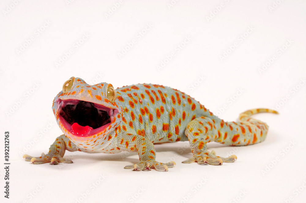 Tokay gecko / Tokeh, Tokee (Gekko gecko) Stock Photo | Adobe Stock