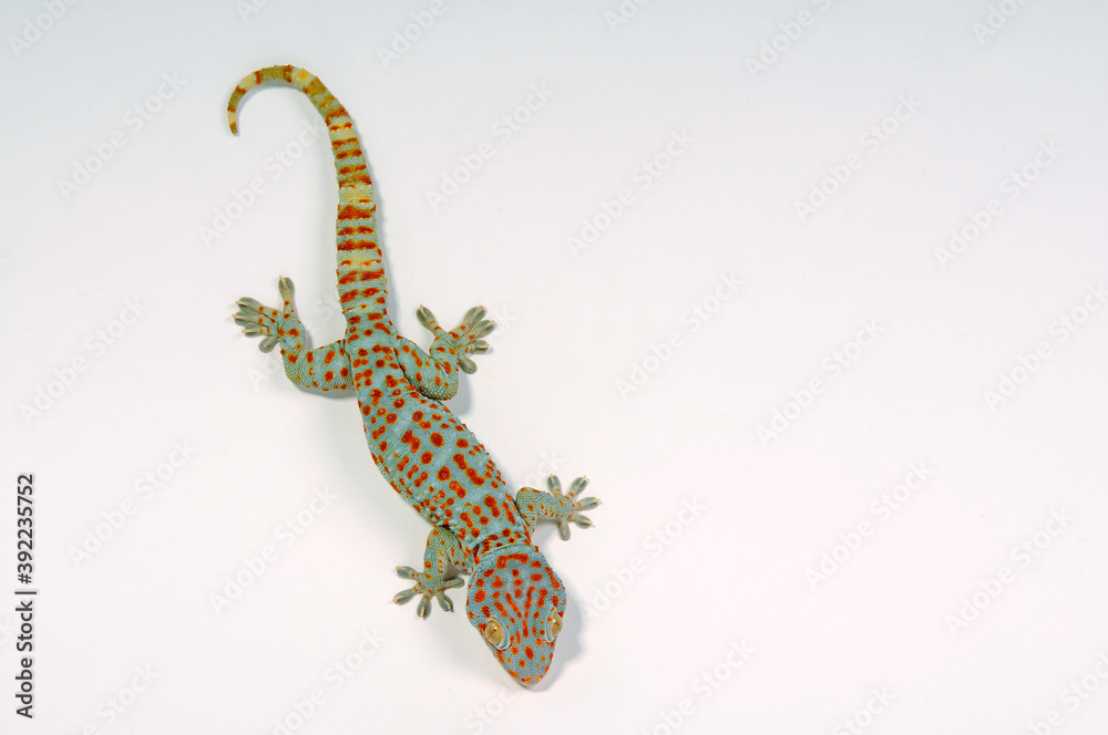 Tokay gecko / Tokeh, Tokee (Gekko gecko) Stock Photo | Adobe Stock