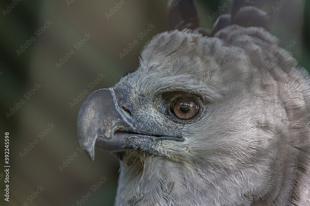 Foto Stock The harpy eagle (American harpy eagle, Harpia harpyja) is a ...