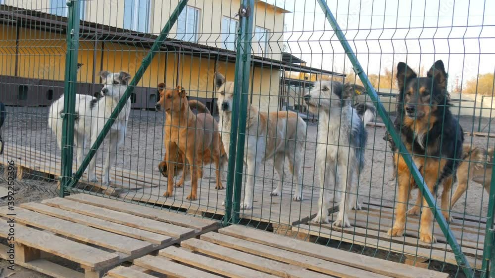 Unwanted and homeless dogs barking in animal shelter and wag their tail ...